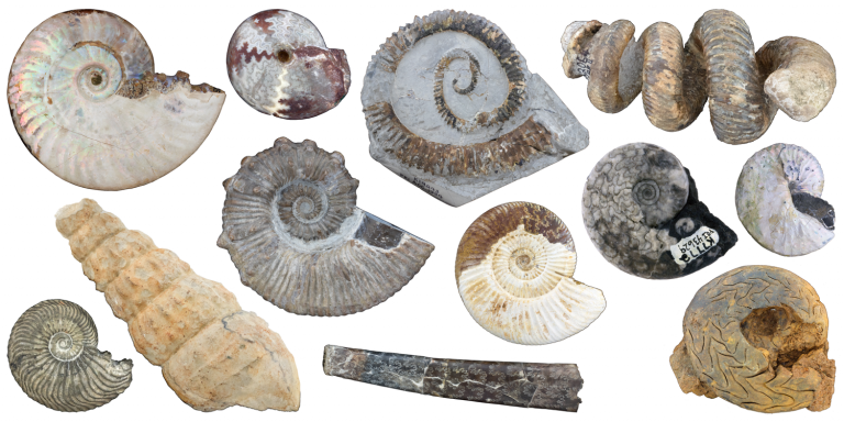 Chapter 7 Fossils The Story Of Earth An Observational Guide