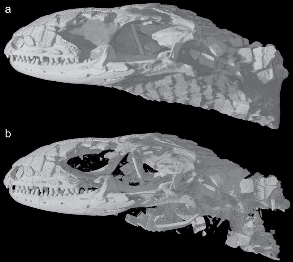 Chapter 7 Fossils The Story Of Earth An Observational Guide